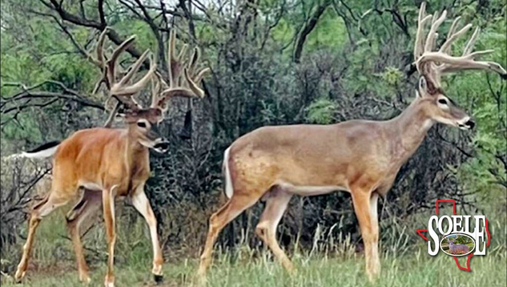 Texas Best Ranches | Properties Page